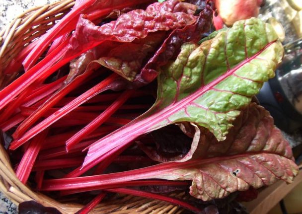 Ruibarbo é bom para quê? para que serve, benefícios e malefícios | Dr ...