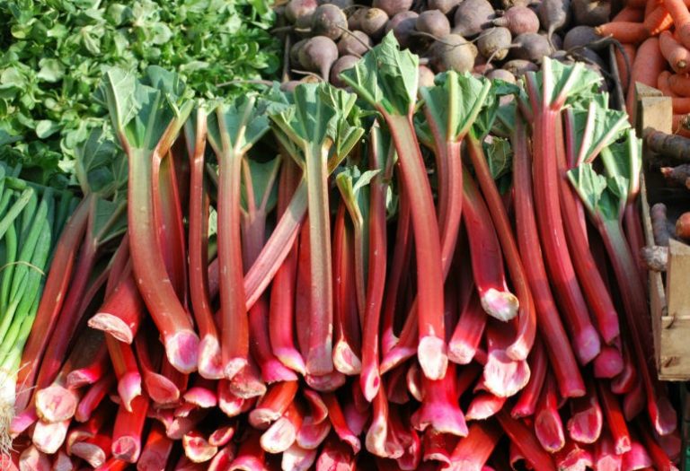 Ruibarbo é bom para quê? para que serve, benefícios e malefícios | Dr ...