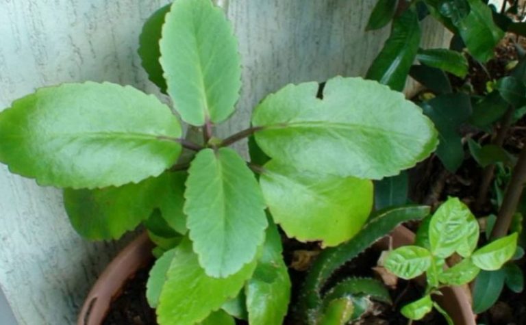 Saião é bom para quê? para que serve, benefícios e malefícios | Dr. Saúde