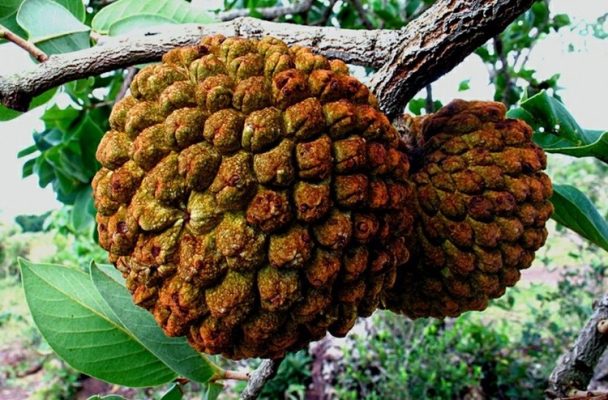 Suco de Marolo é bom para quê? como fazer e para que serve | Dr. Saúde