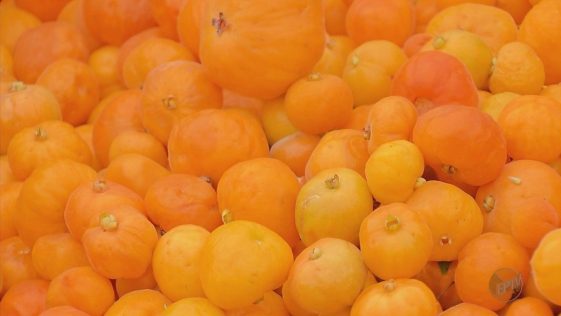 Uvaia fruta: 20 benefícios, informação nutricional e malefícios | Dr. Saúde