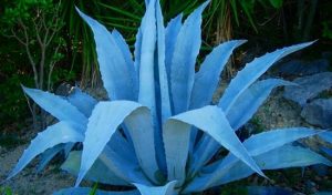 Agave-Azul é bom para quê? para que serve, benefícios e malefícios | Dr ...