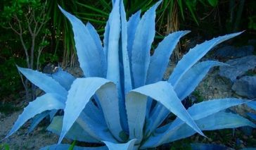 Agave-Azul é bom para quê? para que serve, benefícios e malefícios | Dr ...