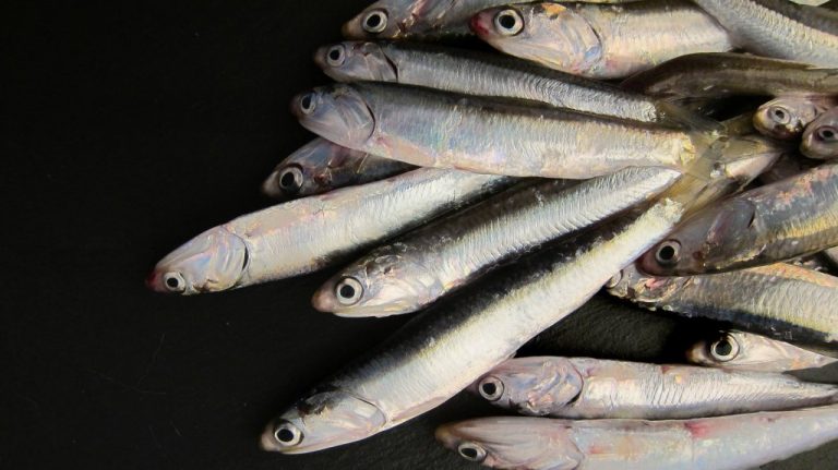 Anchova: 30 benefícios, informação nutricional e malefícios | Dr. Saúde
