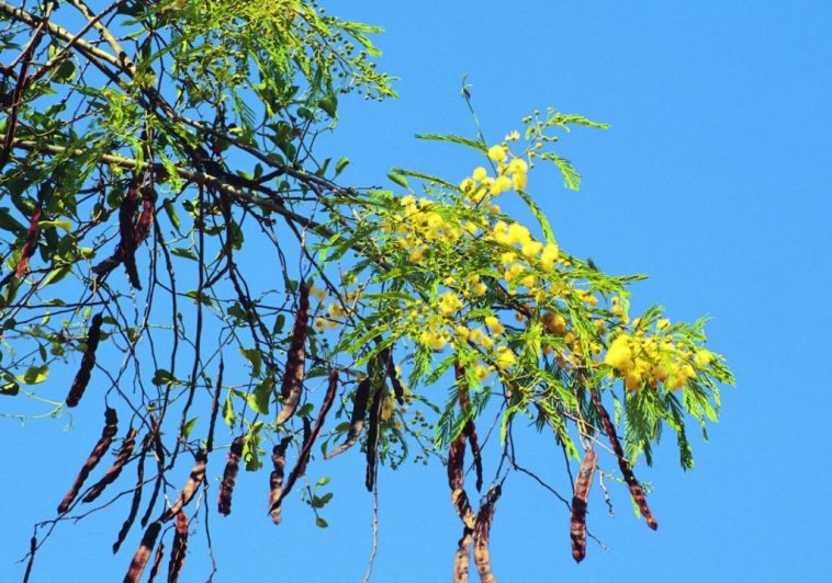 Angico é bom para quê? para que serve, benefícios e malefícios | Dr. Saúde