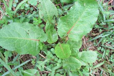 Azeda Crespa é bom para quê? para que serve, benefícios e malefícios ...