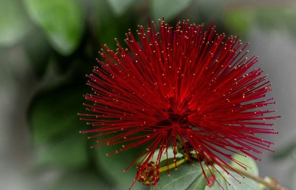 Caliandra é bom para quê? para que serve, benefícios e malefícios | Dr ...