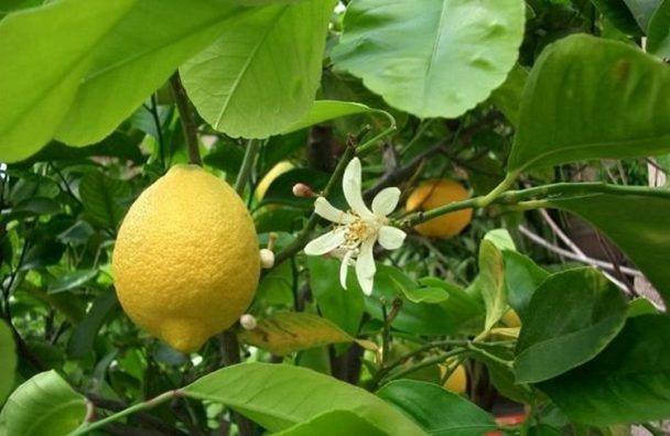Cidra fruta: Origem, Benefícios e Malefícios | Dr. Saúde