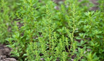 Erva Santa Maria é bom para quê? para que serve, benefícios e ...