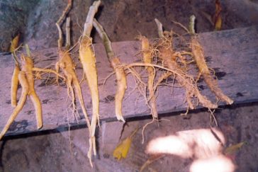 Fáfia é bom para quê? para que serve, benefícios e malefícios | Dr. Saúde