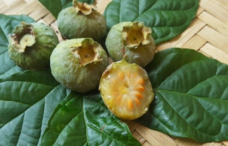 Guabiroba Branca fruta: 20 benefícios, informação nutricional e ...