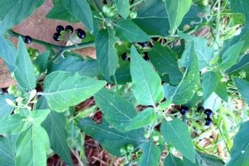 Maria Preta é bom para quê? para que serve, benefícios e malefícios ...