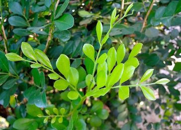 Murta é bom para quê? para que serve, benefícios e malefícios | Dr. Saúde