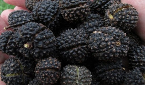 Mutamba fruta: 30 benefícios, informação nutricional e malefícios | Dr ...