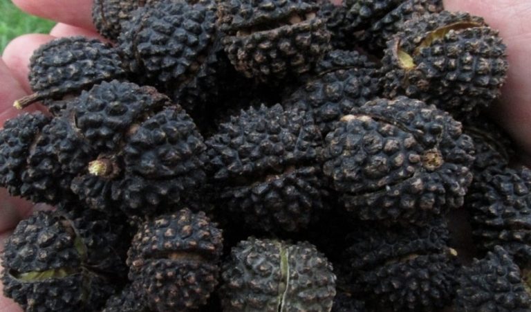 Mutamba fruta: 30 benefícios, informação nutricional e malefícios | Dr ...