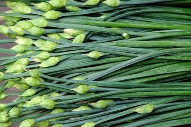 Nirá é bom para quê? para que serve, benefícios e malefícios | Dr. Saúde