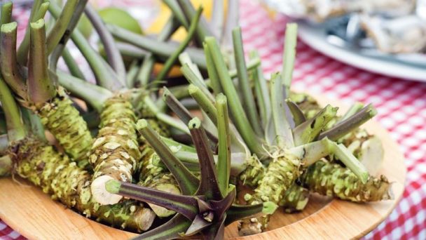 Raiz Forte é bom para quê? para que serve, benefícios e malefícios | Dr ...