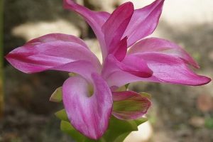 Zedoária é bom para quê? para que serve, benefícios e malefícios | Dr ...