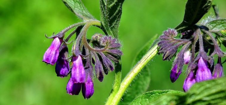 Chá de confrei serve para quê? Veja benefícios e como fazer | Dr. Saúde