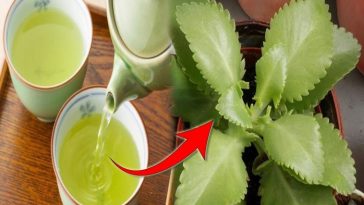 Saião – O que é, Para que Serve, Benefícios e Como usar | Dr. Saúde