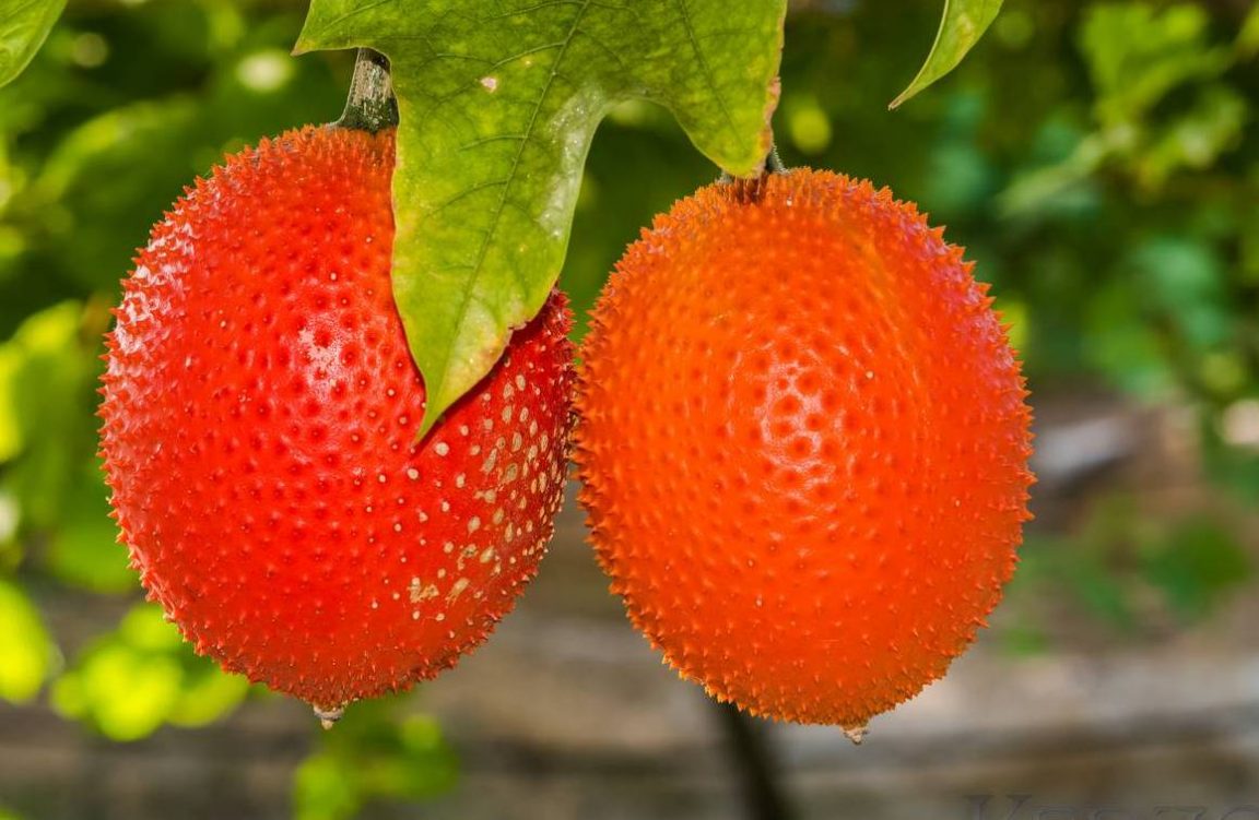 Gac fruta: 30 benefícios, informação nutricional e malefícios | Dr. Saúde