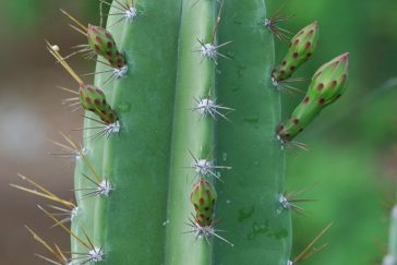 Mandacaru é bom para quê? para que serve, benefícios e malefícios | Dr ...