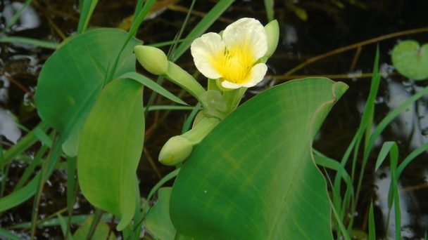 Mureré é bom para quê? para que serve, benefícios e malefícios | Dr. Saúde
