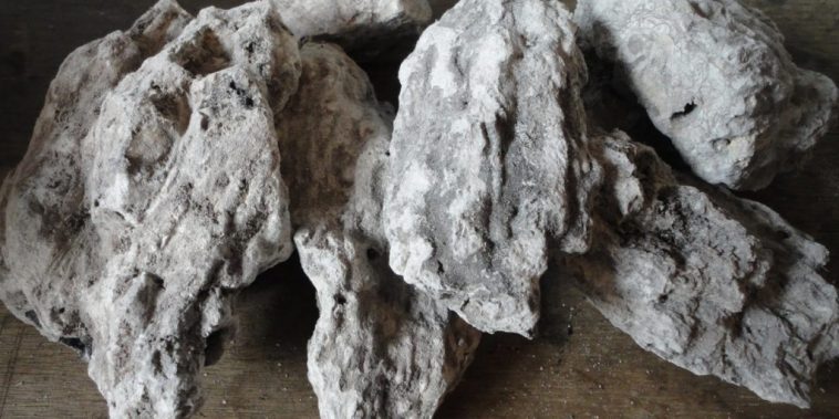 Breu Branco é bom para quê? para que serve, benefícios e malefícios ...