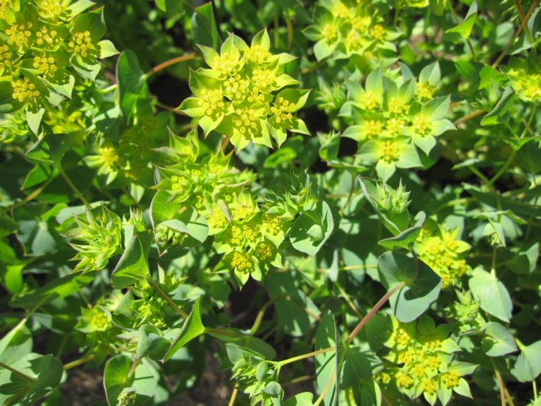 Bupleurum é bom para quê? para que serve, benefícios e malefícios | Dr ...