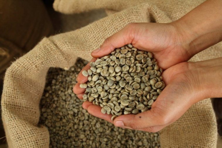 Café Verde é bom para quê? para que serve, benefícios e malefícios | Dr ...