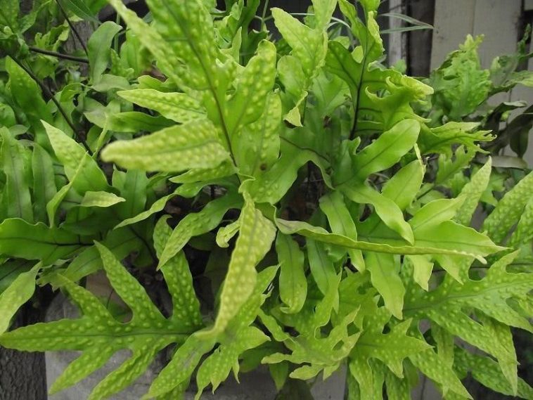 Calaguala é bom para quê? para que serve, benefícios e malefícios | Dr ...