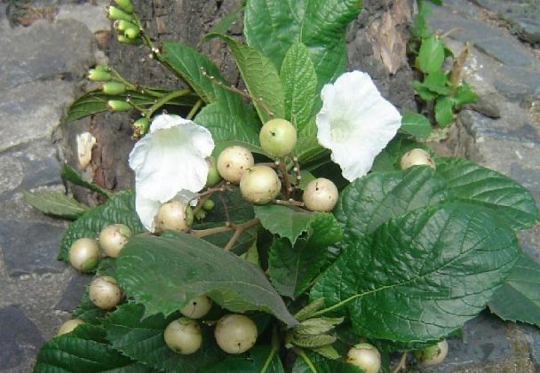 Carapiá é bom para quê? para que serve, benefícios e malefícios | Dr. Saúde