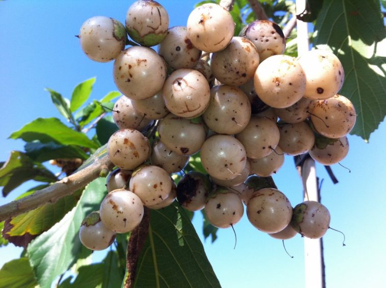 Carapiá é bom para quê? para que serve, benefícios e malefícios | Dr. Saúde