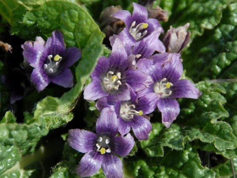 Chá de Mandrágora é bom para quê? para que serve, benefícios e ...