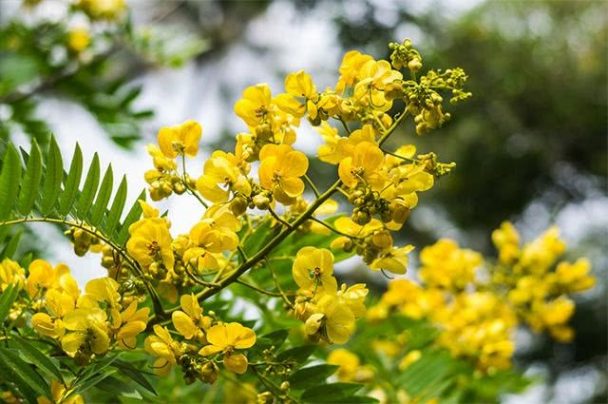 Chá de Manjerioba é bom para quê? para que serve, benefícios e ...