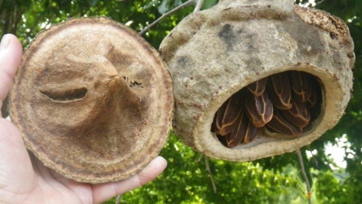 Chá de Sapucaia é bom para quê? como fazer e para que serve | Dr. Saúde