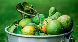 Cidra fruta: Origem, Benefícios e Malefícios | Dr. Saúde