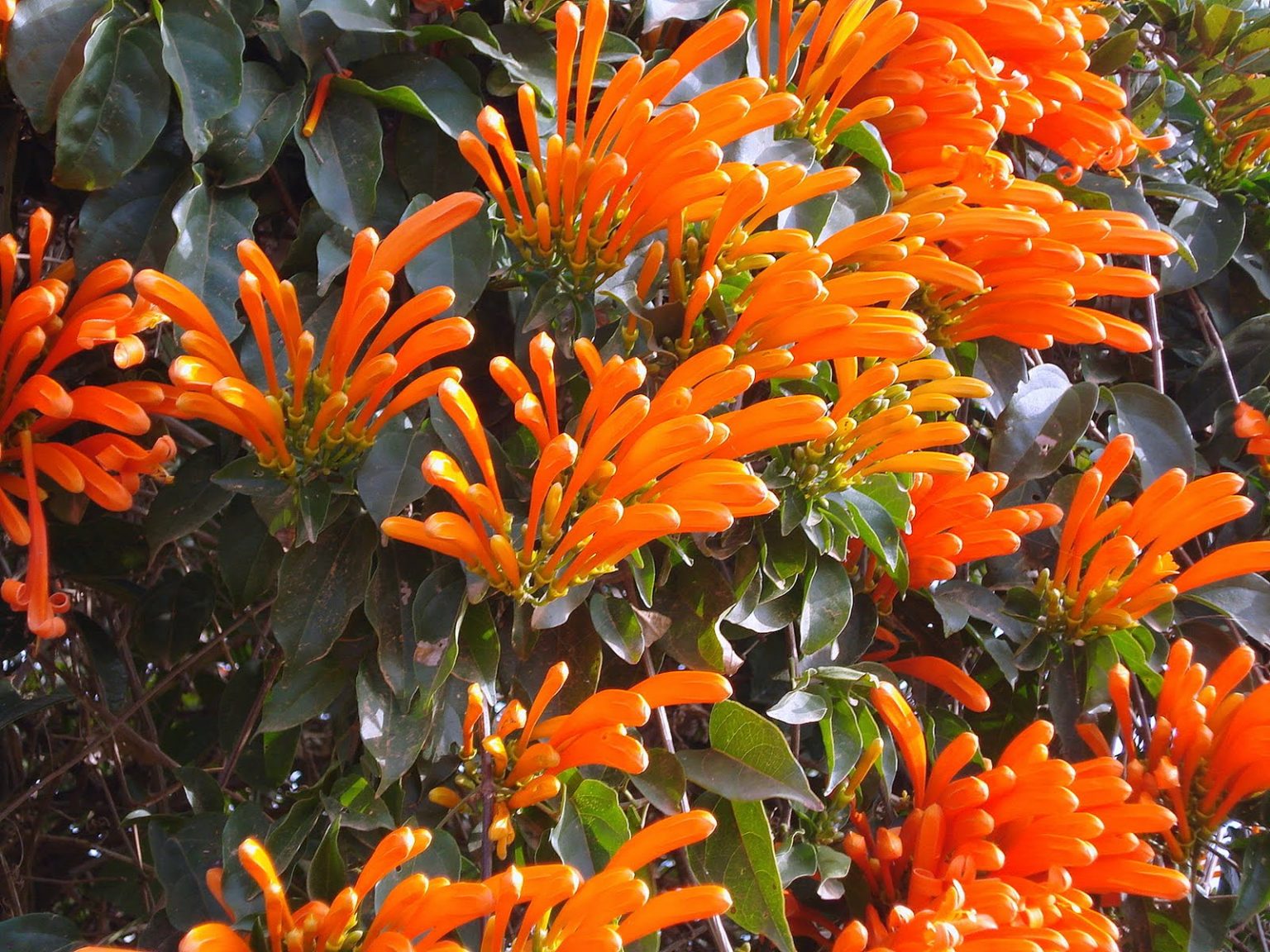 Cipó de São João é bom para quê? para que serve, benefícios e ...