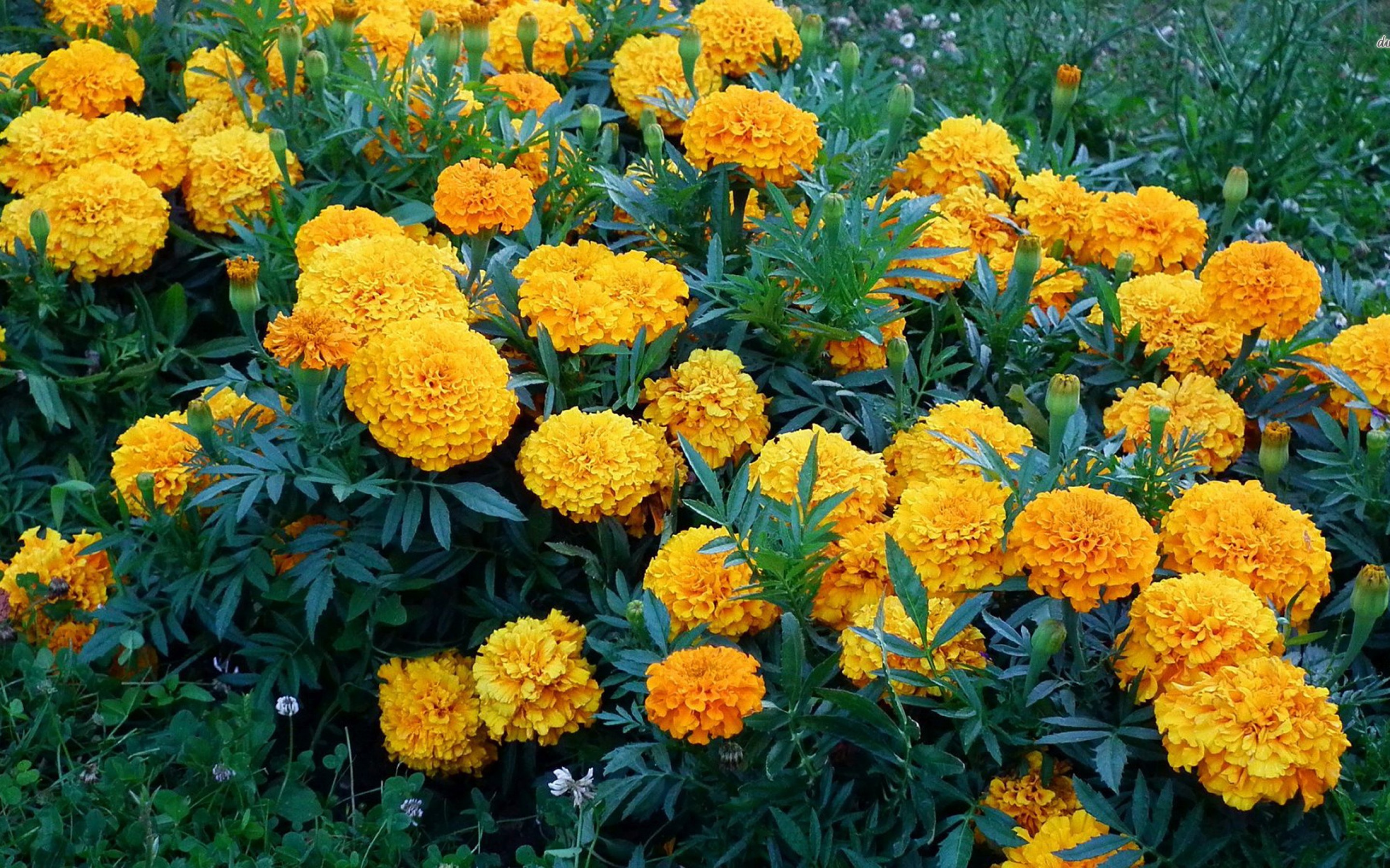 Flor Cravo De Defunto Para Que Serve - FDPLEARN