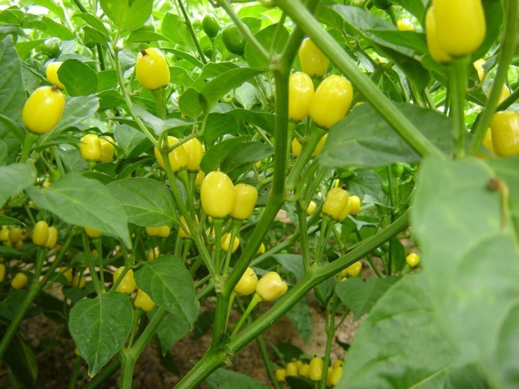 Pimenta Cumari fruto: 40 benefícios, informação nutricional e ...