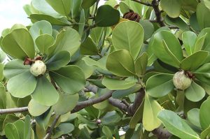 Cupai é bom para quê? para que serve, benefícios e malefícios | Dr. Saúde