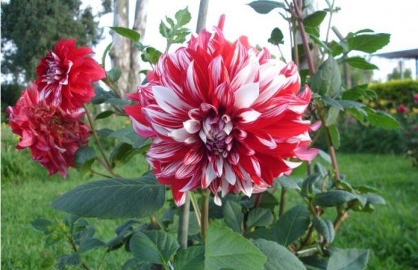 Dália é bom para quê? para que serve, benefícios e malefícios | Dr. Saúde