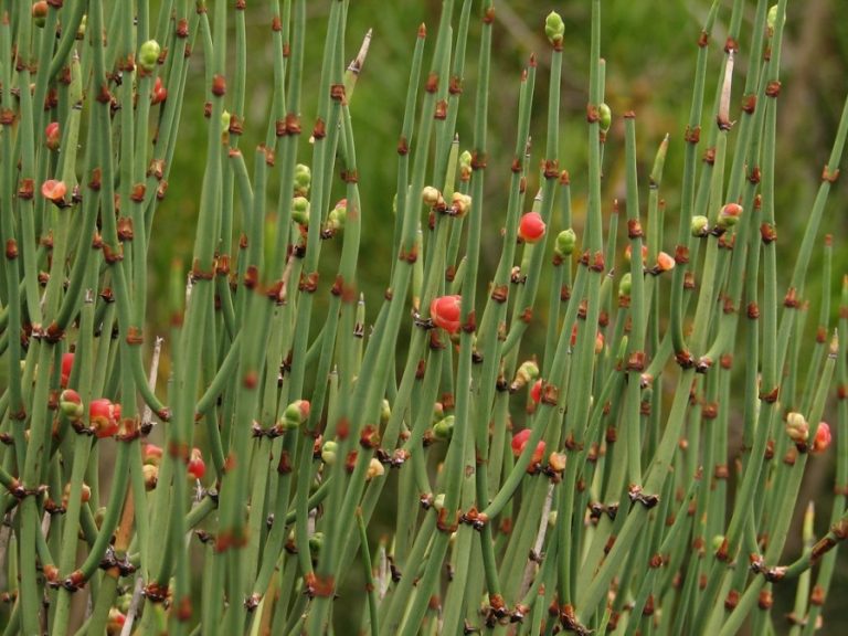 Efedra é bom para quê? para que serve, benefícios e malefícios | Dr. Saúde