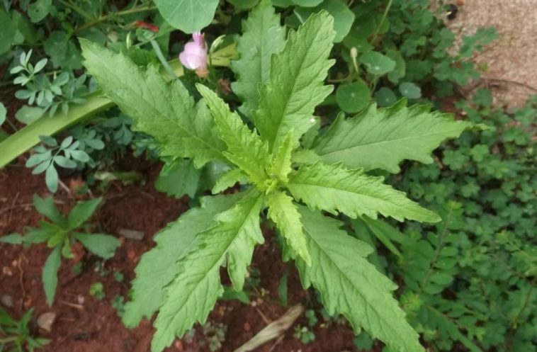 Erva Santa Maria é bom para quê? para que serve, benefícios e ...