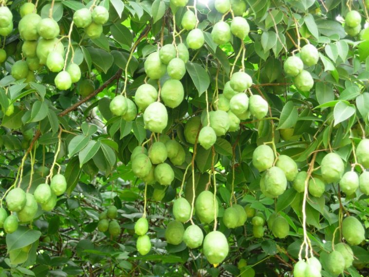 Umbu fruta: 25 benefícios, informação nutricional e malefícios | Dr. Saúde