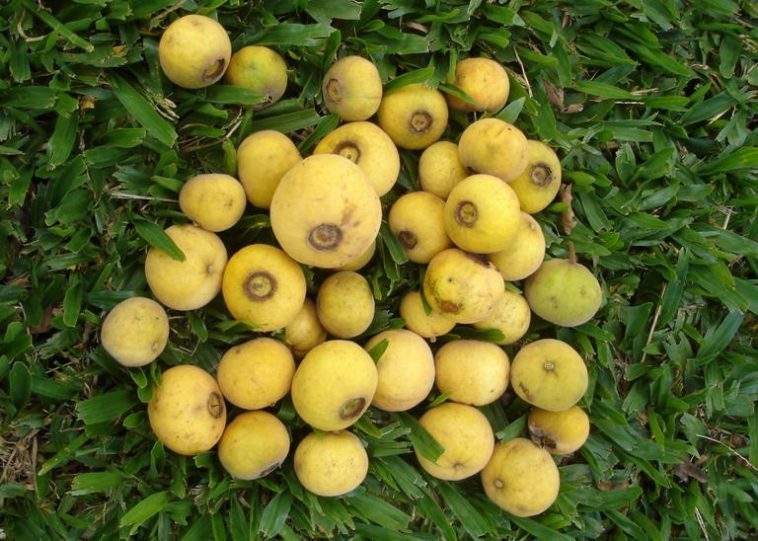 Guabiroba Branca fruta: 20 benefícios, informação nutricional e ...