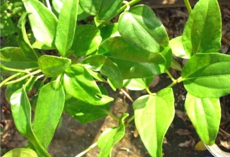 Guaco é bom para quê? para que serve, benefícios e malefícios | Dr. Saúde