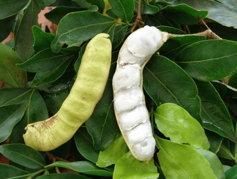 Ingá Branco fruta: 12 benefícios, informação nutricional e malefícios ...