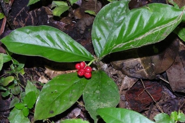 Ipecacuanha é bom para quê? para que serve, benefícios e malefícios ...