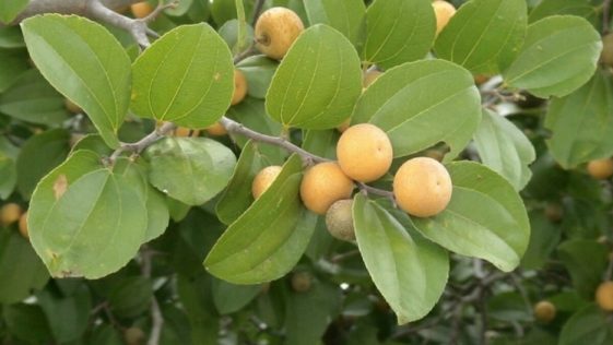 Juá é bom para quê? para que serve, benefícios e malefícios | Dr. Saúde